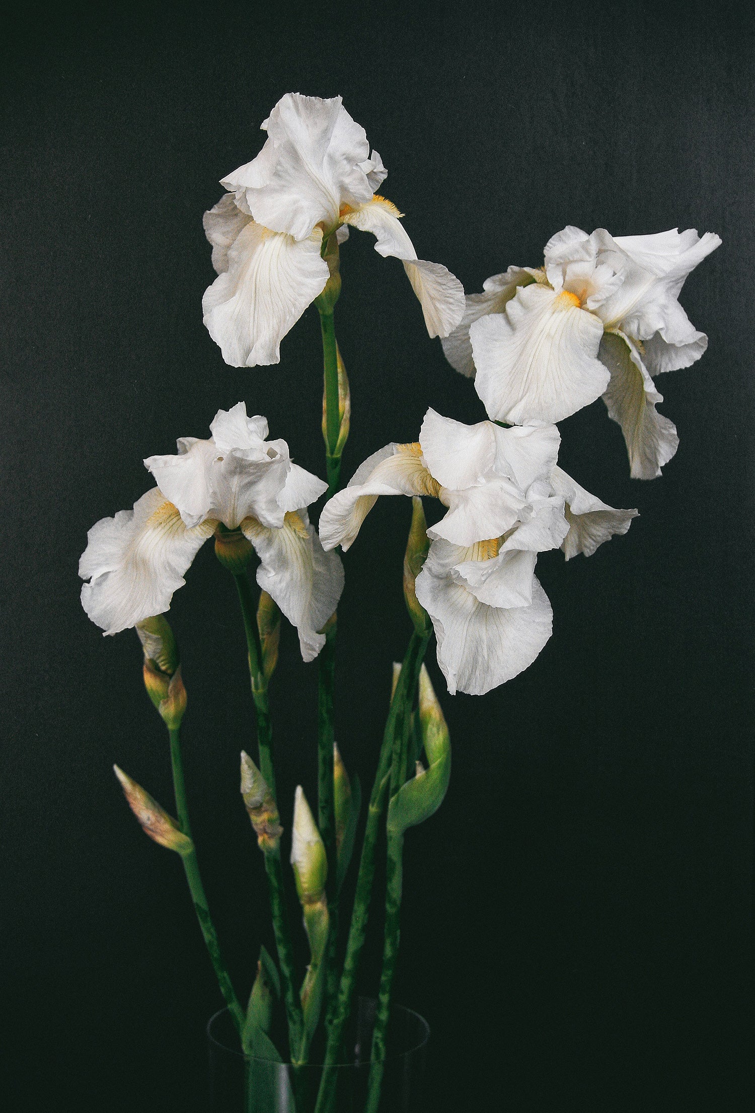 Orris Imperial – Fraterworks