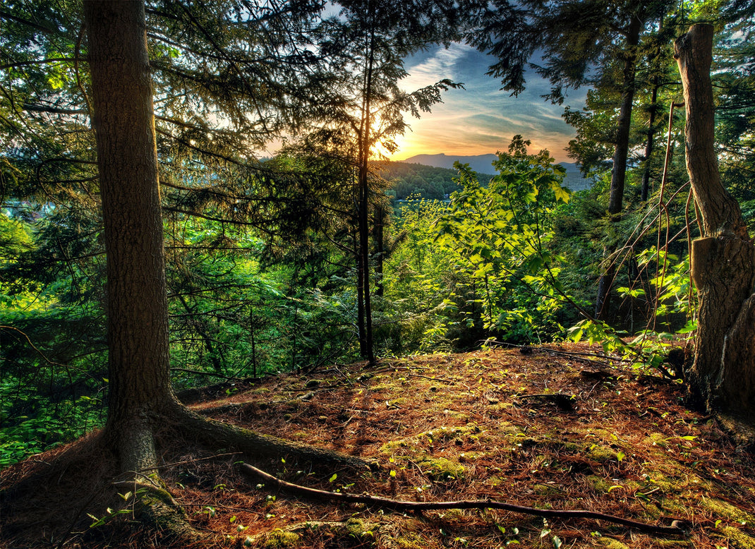 Orrisodore™ – Fraterworks