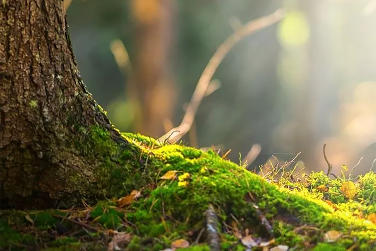 Saxon Moss (Mousse de Saxe) – Fraterworks
