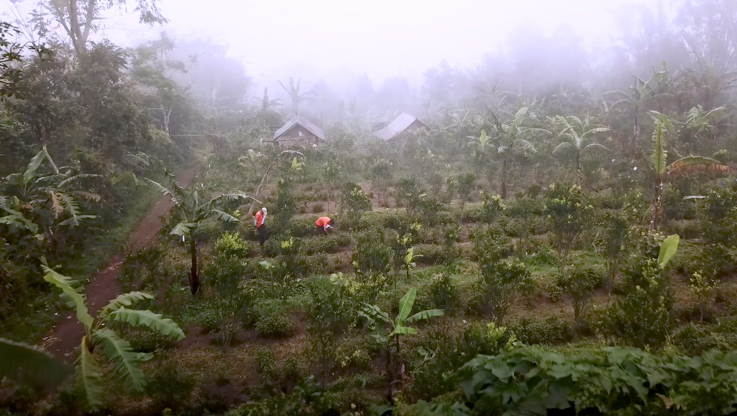 Patchouli Collection – Fraterworks