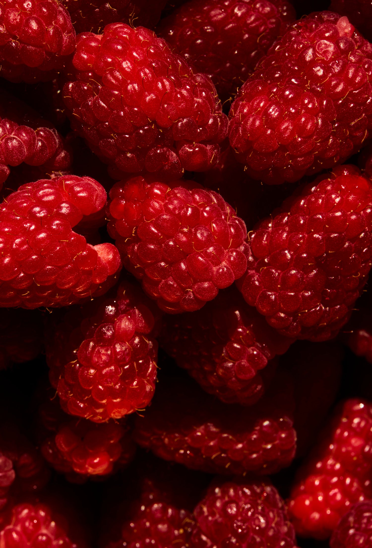 Berryflor – Fraterworks