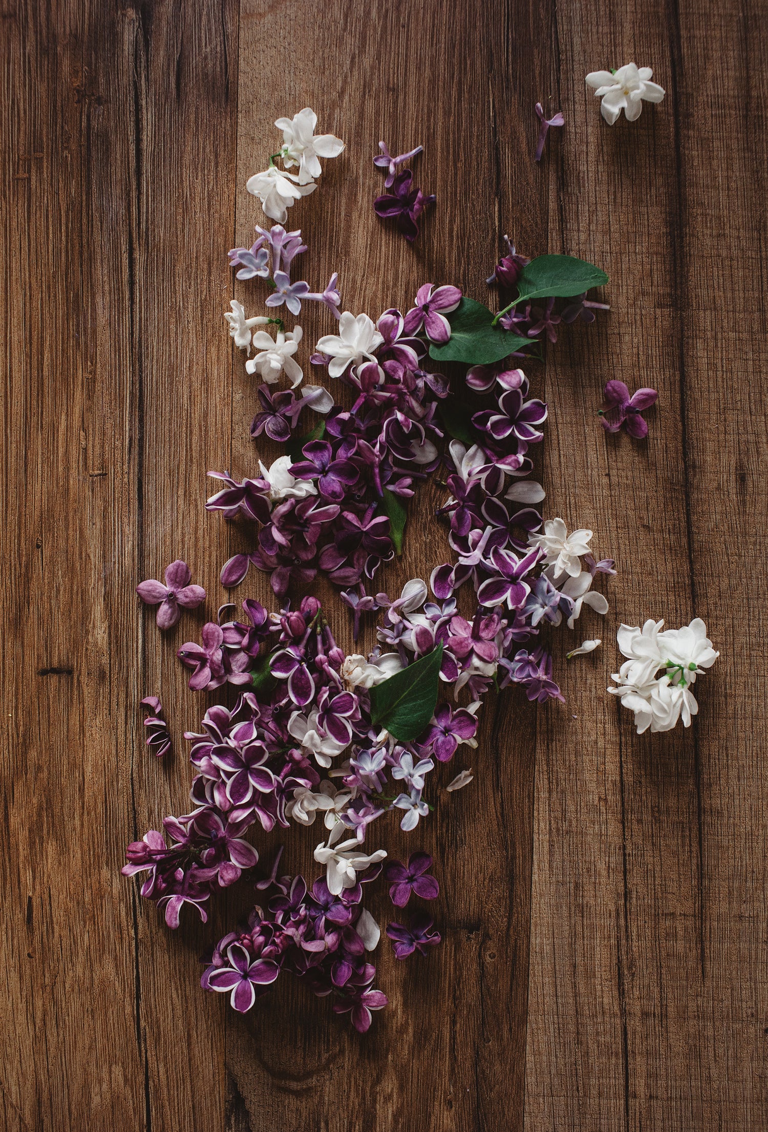 Koavone® – Fraterworks