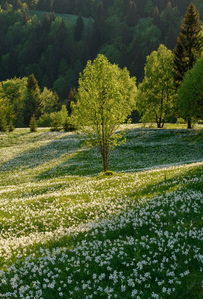 Alcohol C-6 – Fraterworks