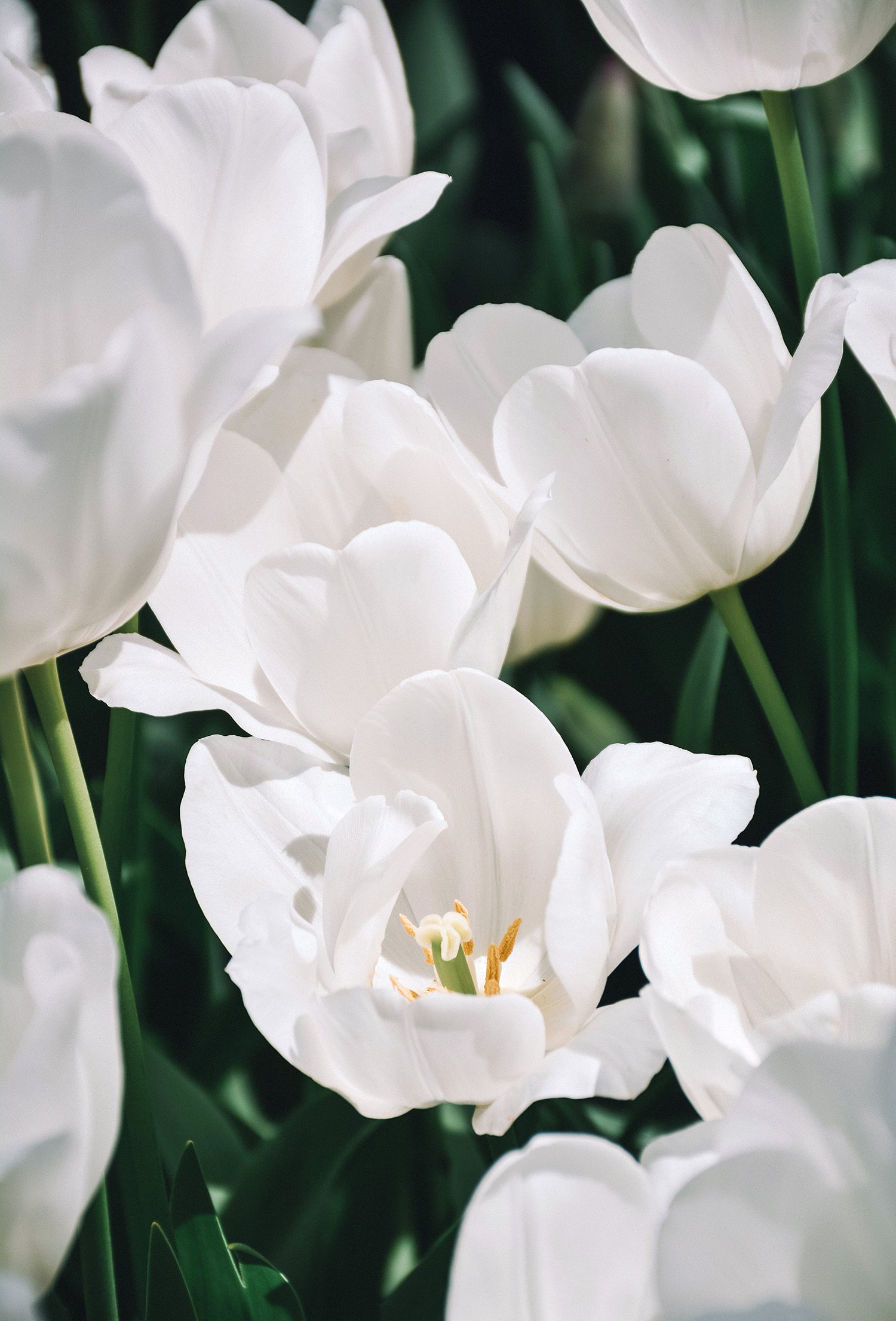 Florol® – Fraterworks