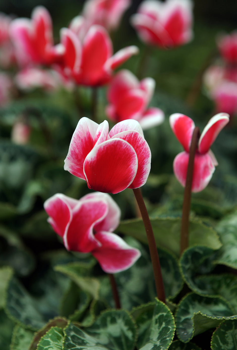 Givaudan – Fraterworks
