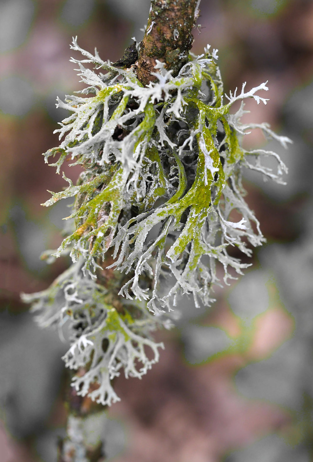 Robertet – Fraterworks