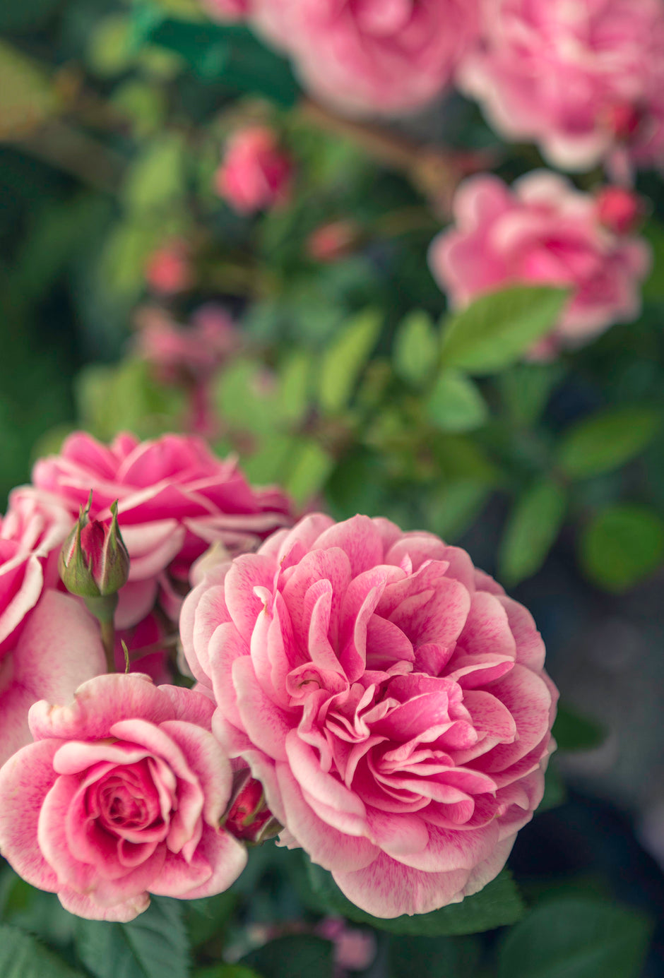 Rose Collection – Fraterworks
