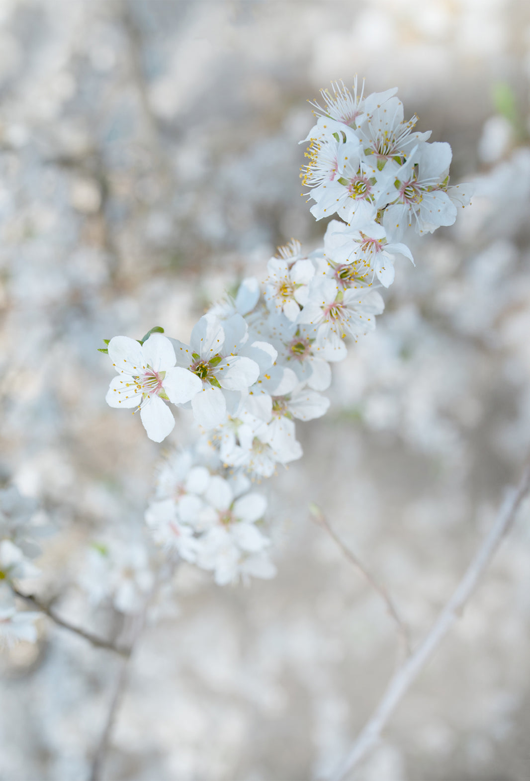 Fraterworks — Raw Materials For Perfumers