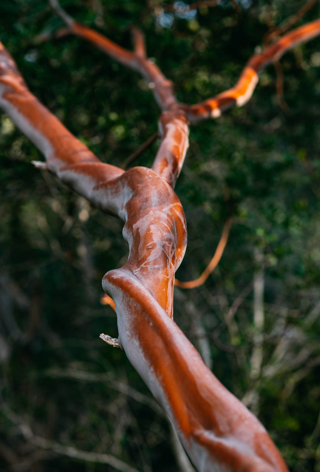 Latest Arrivals – Fraterworks