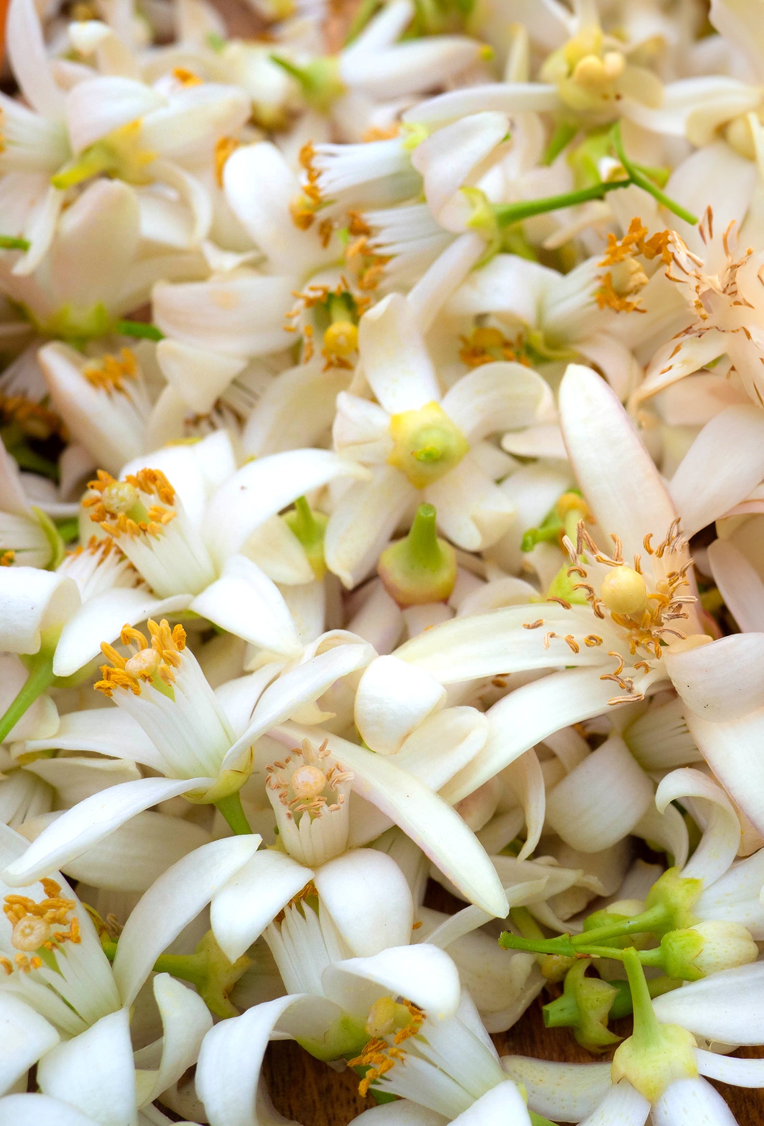 Nerolin, Yara Yara – Fraterworks