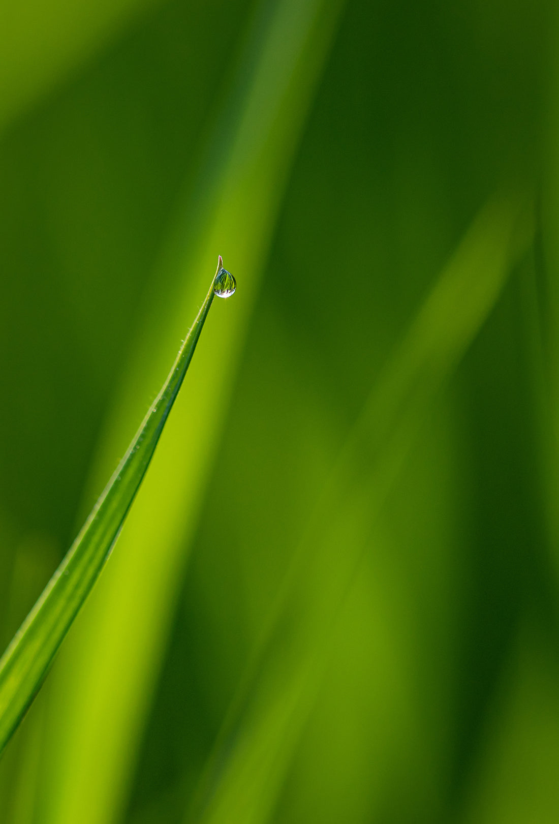 Cis-3-Hexenol – Fraterworks