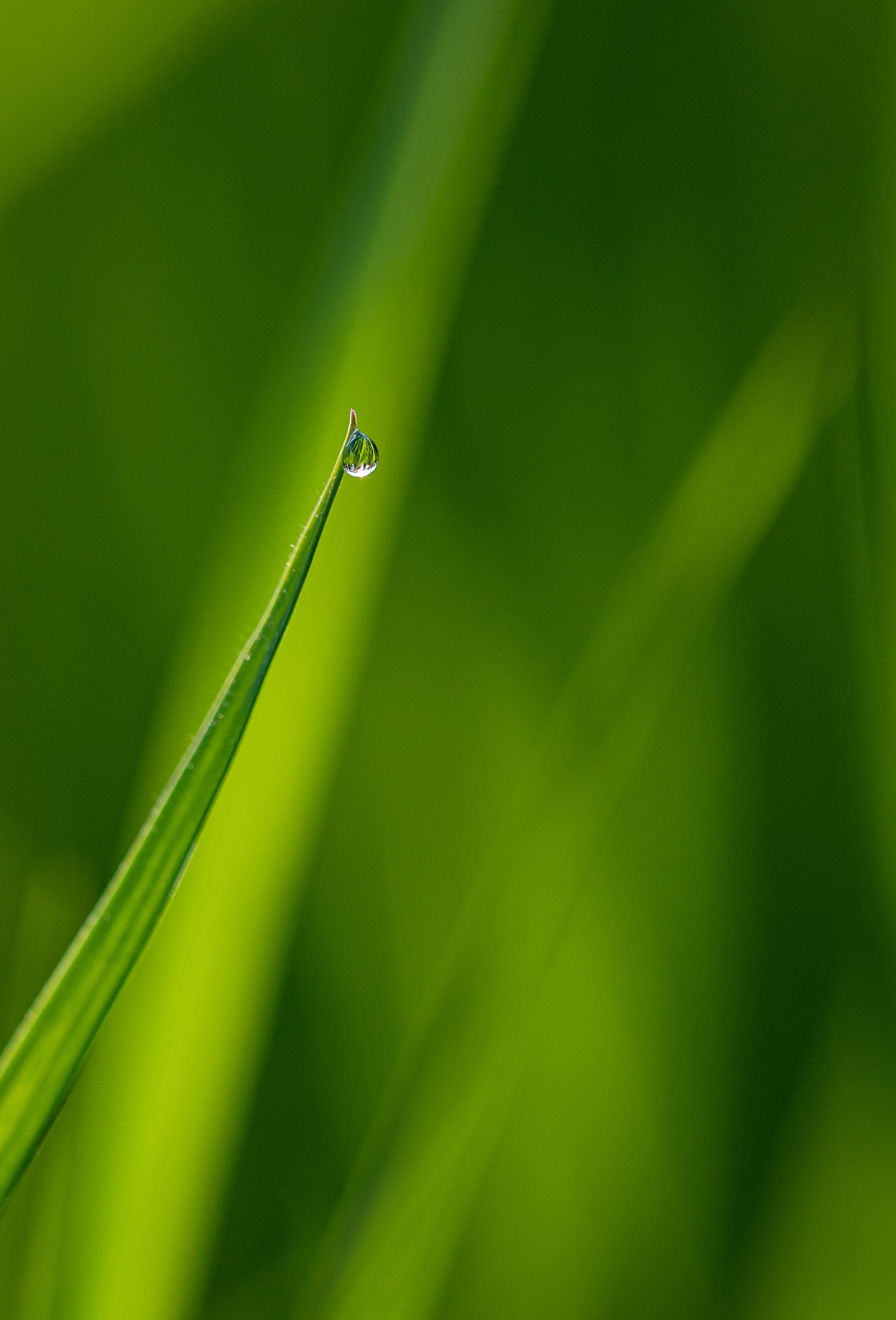 Cis-3-Hexenol – Fraterworks