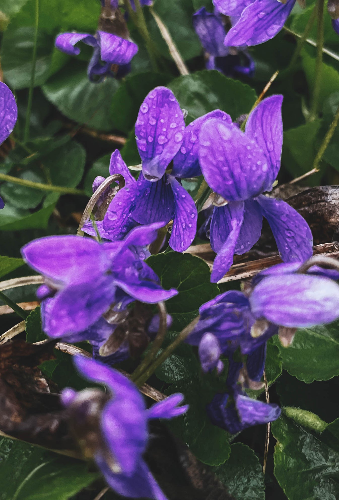 Violet Leaf ”Signature“ Absolute – Fraterworks