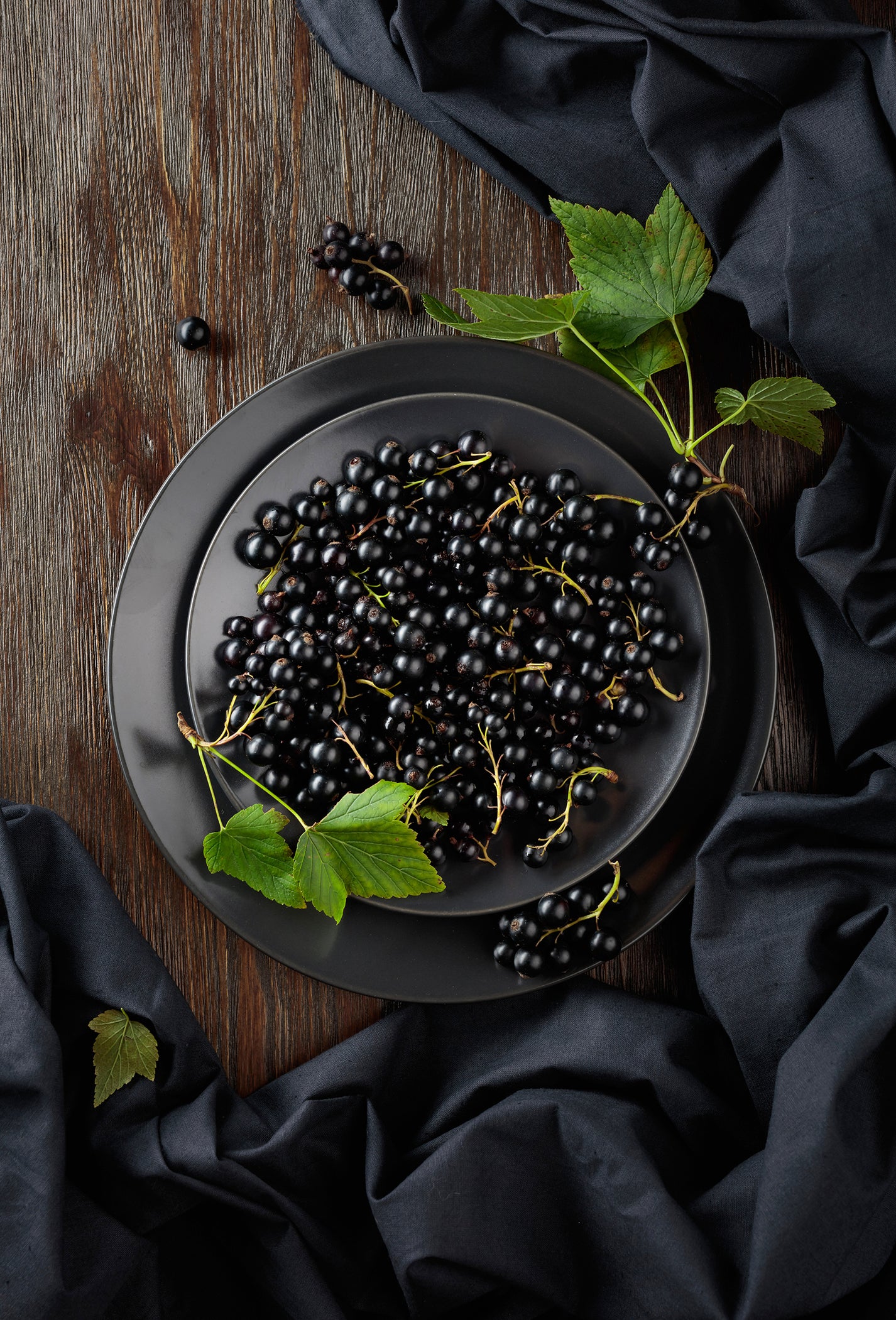 Cassis Base 345B – Fraterworks