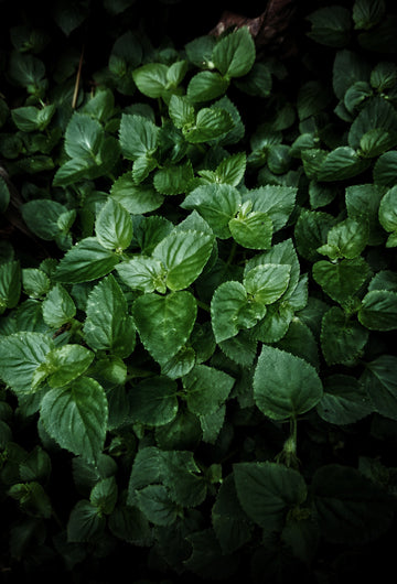 Patchouli Collection – Fraterworks