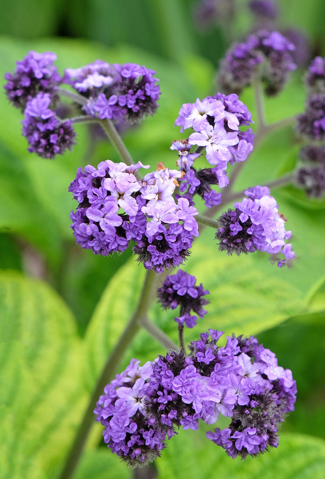 Aroma Chemicals – Fraterworks