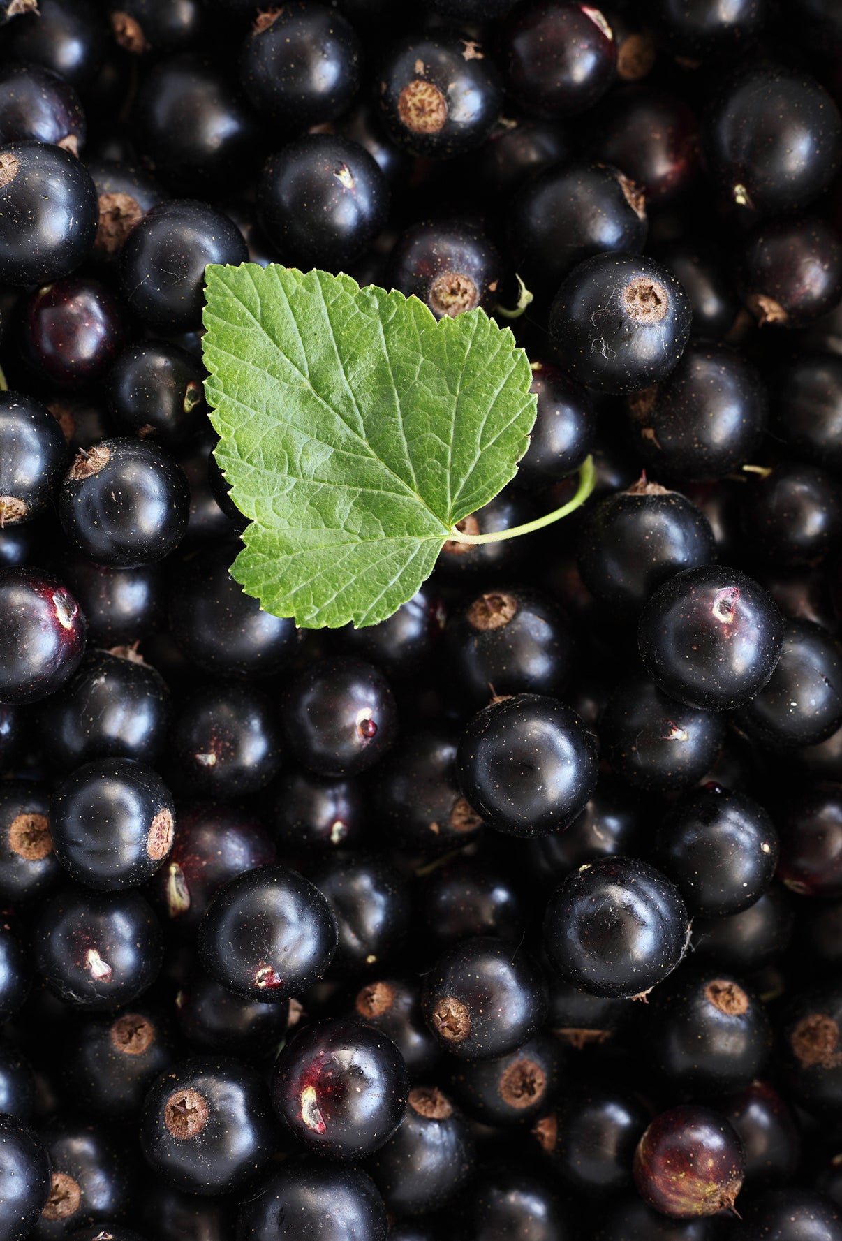 Black Currant Bud Abs MD 37% TEC – Fraterworks