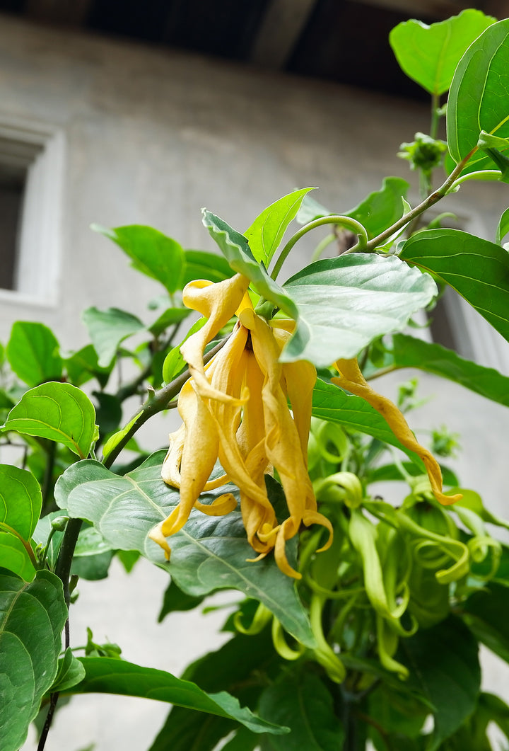 Robertet – Fraterworks