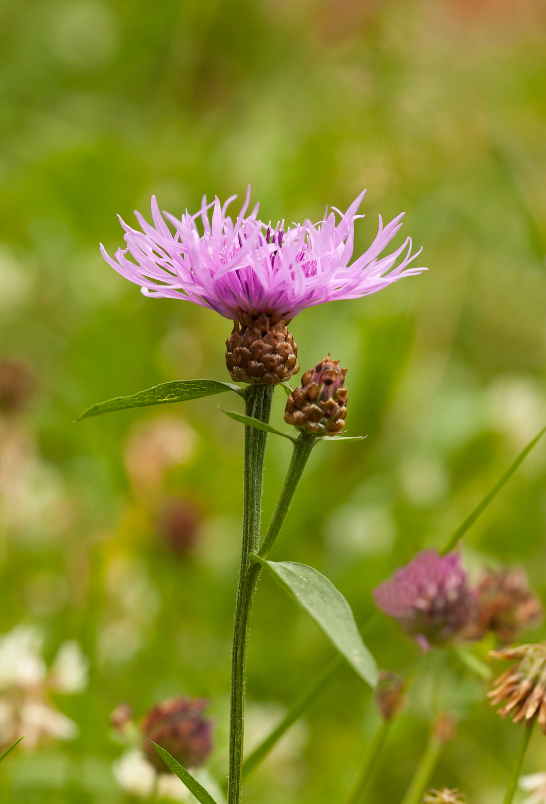 Jacée Extra – Fraterworks