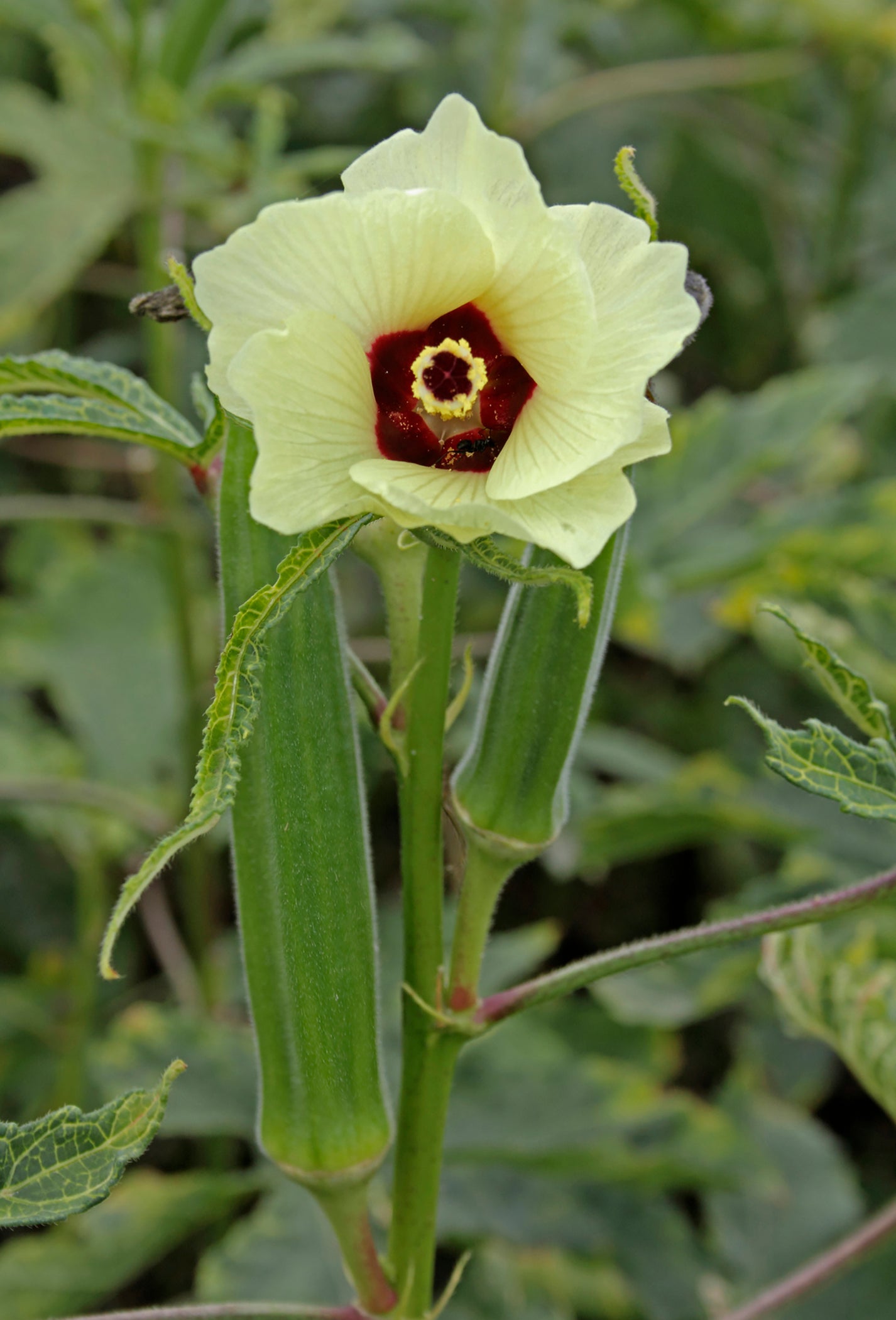 Ambrette Seed Tincture 20% – Fraterworks