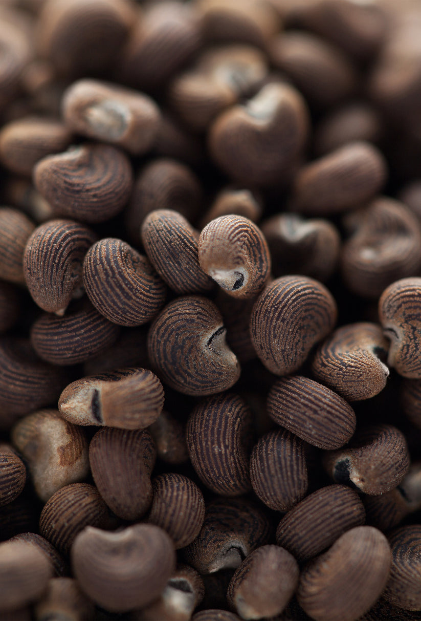 Musk Ambrette – Fraterworks