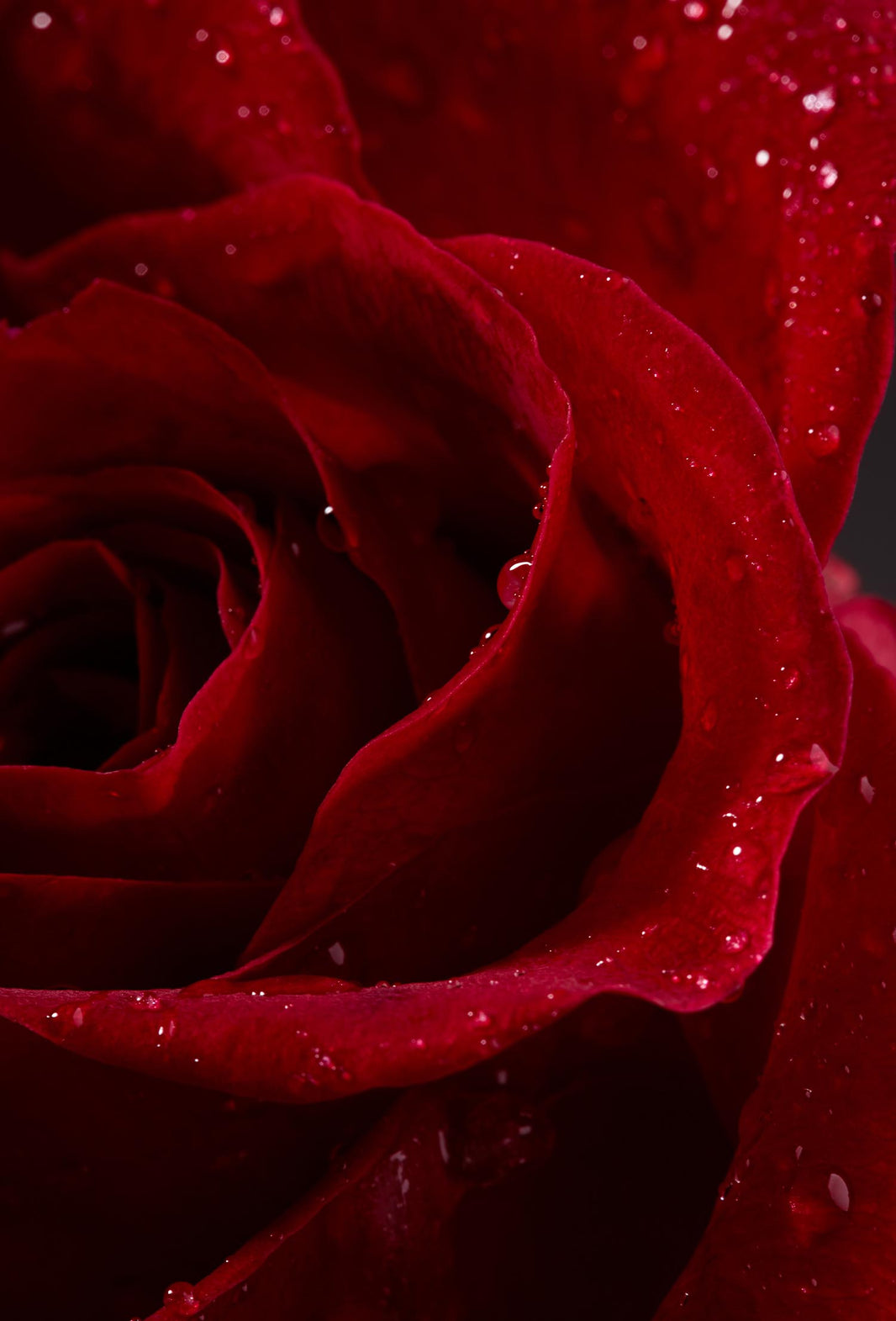 Rose Collection – Fraterworks