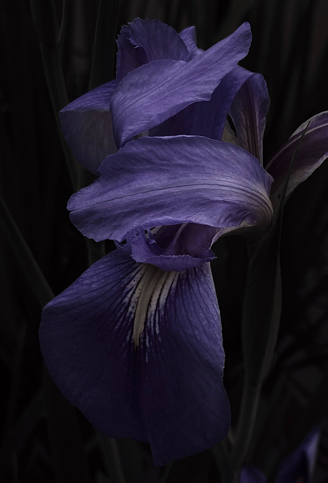 Iralia® – Fraterworks