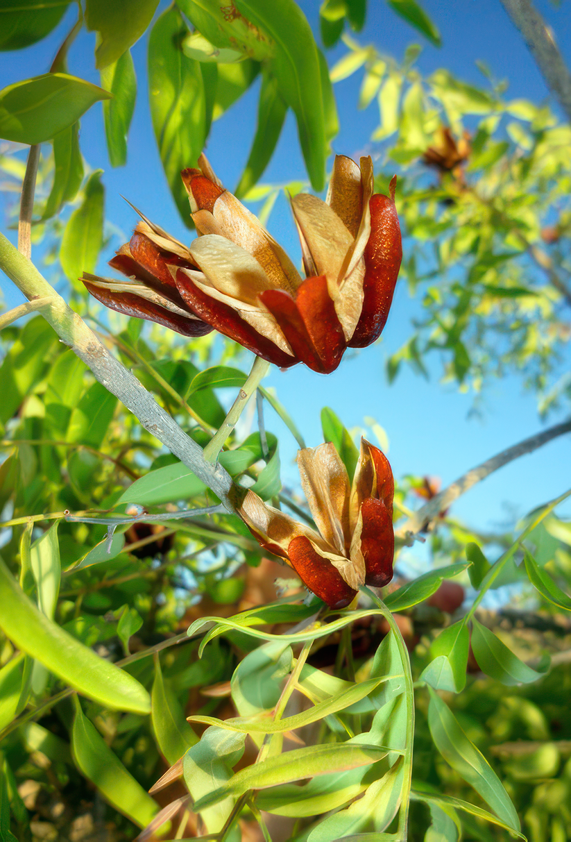 Katafray “Signature” Oil – Fraterworks