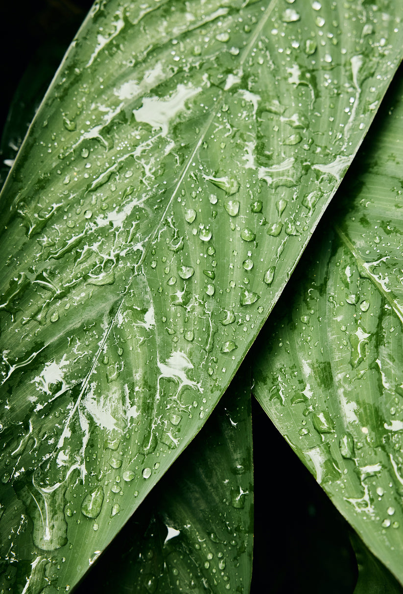 Undecavertol – Fraterworks