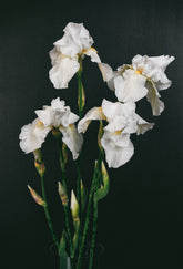 Bases – Fraterworks