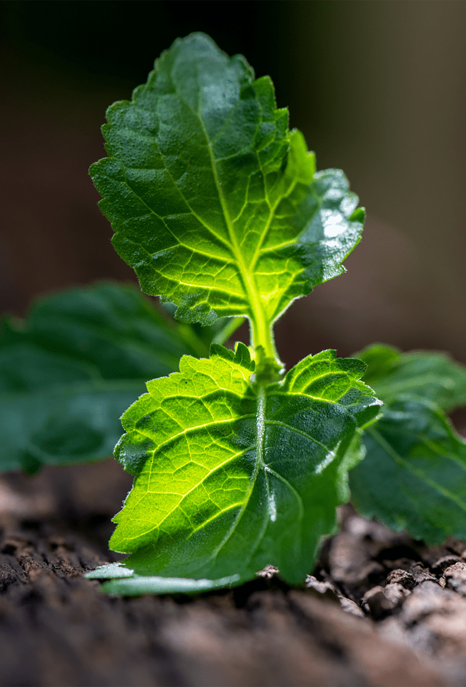 Patchouli Collection – Fraterworks