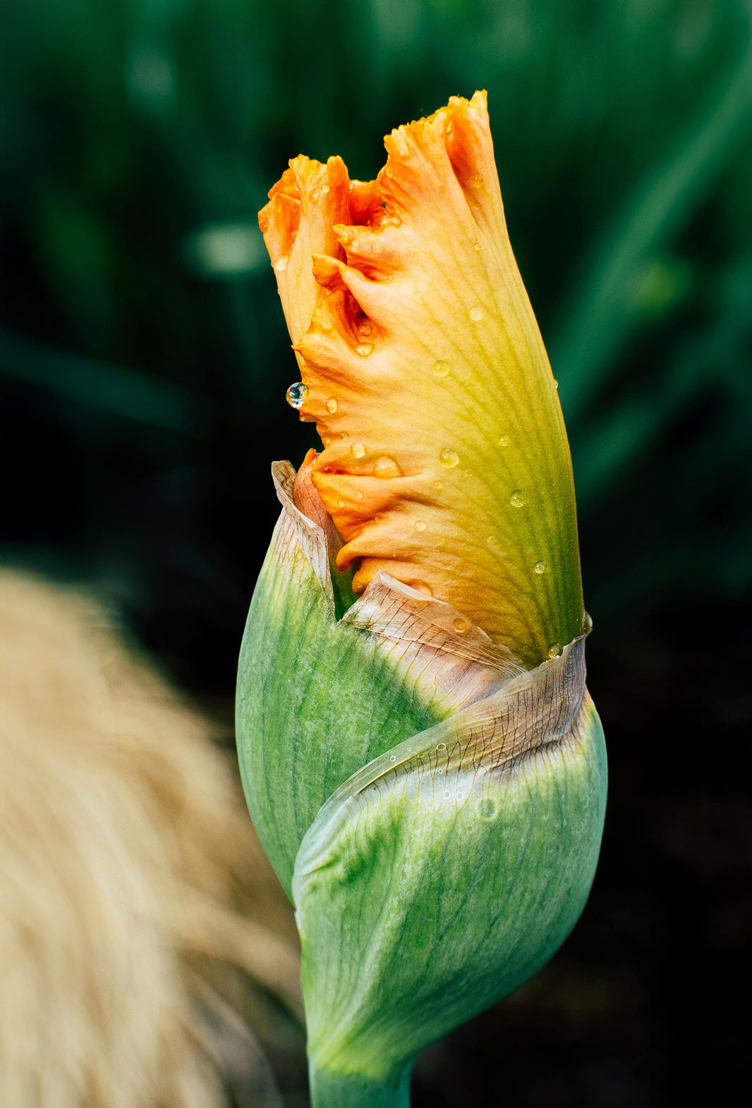 Bases – Fraterworks