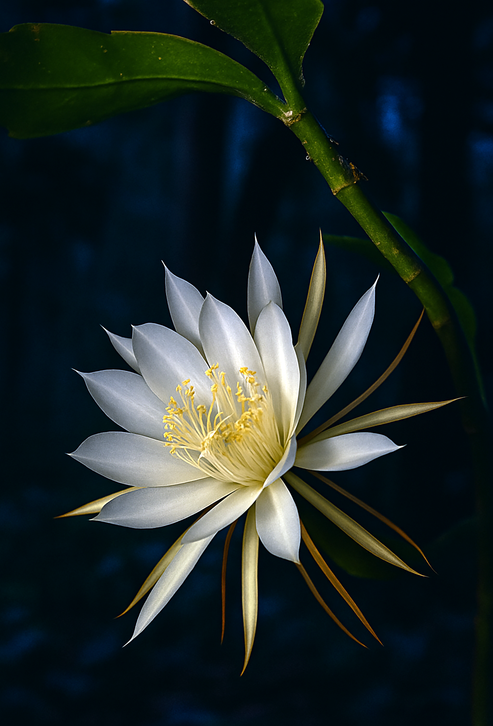 Night Queen – Fraterworks