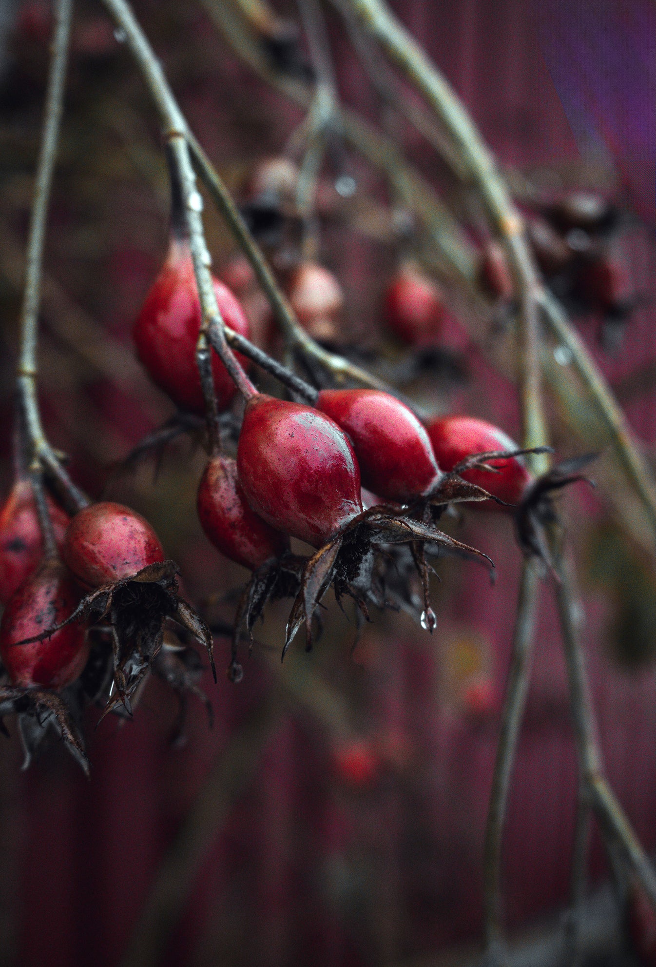 Phenyl Ethyl Tiglate – Fraterworks