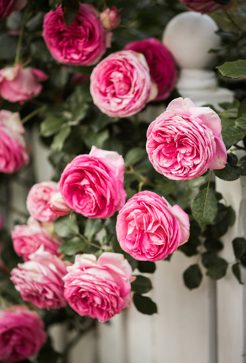 Dimethyl Benzyl Carbinol – Fraterworks