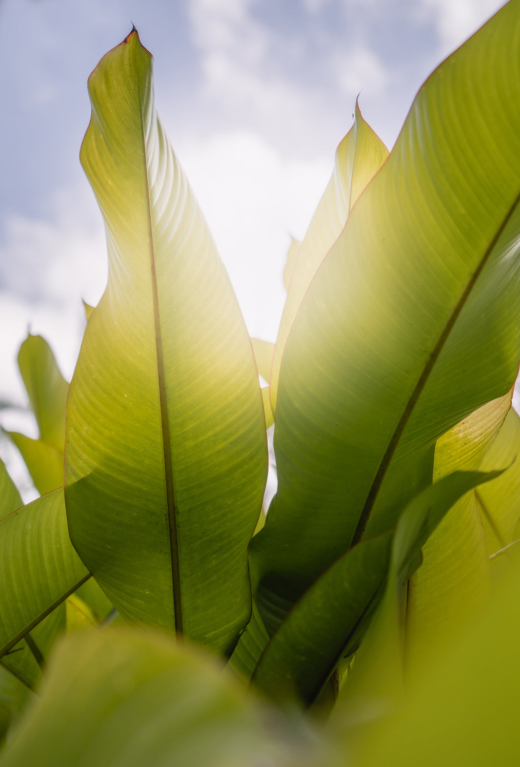 Latest Arrivals – Fraterworks