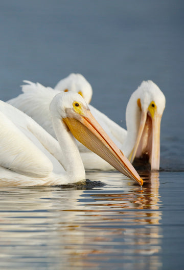 Fraterworks — Raw Materials For Perfumers