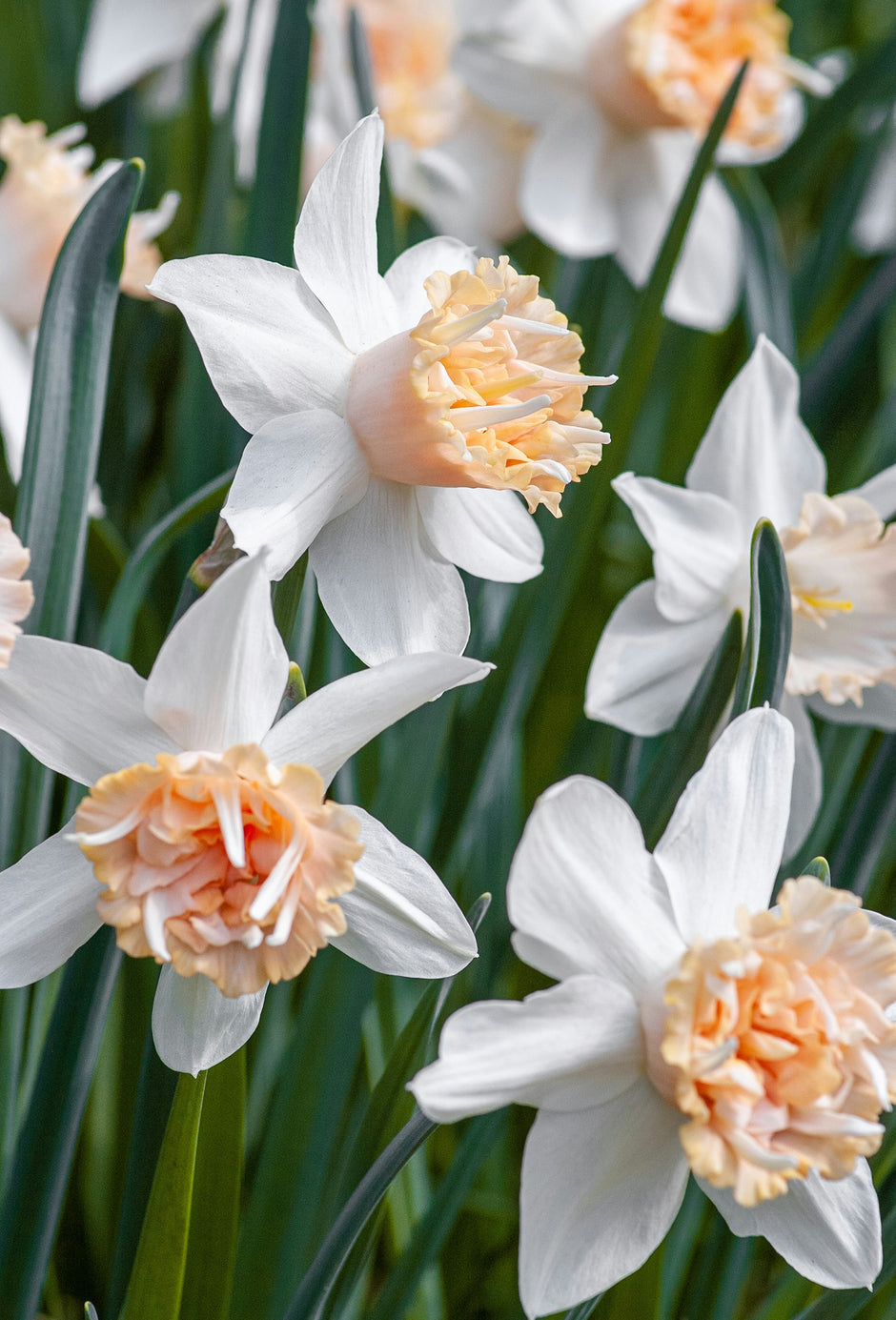 Ventos – Page 6 – Fraterworks