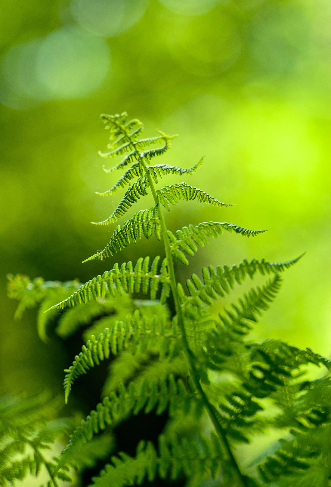 Cis-3-Hexenyl Salicylate – Fraterworks