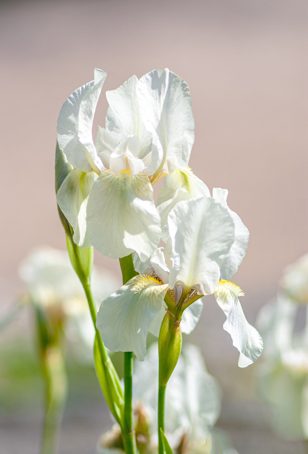 Orris Germanica Resinoid – Fraterworks