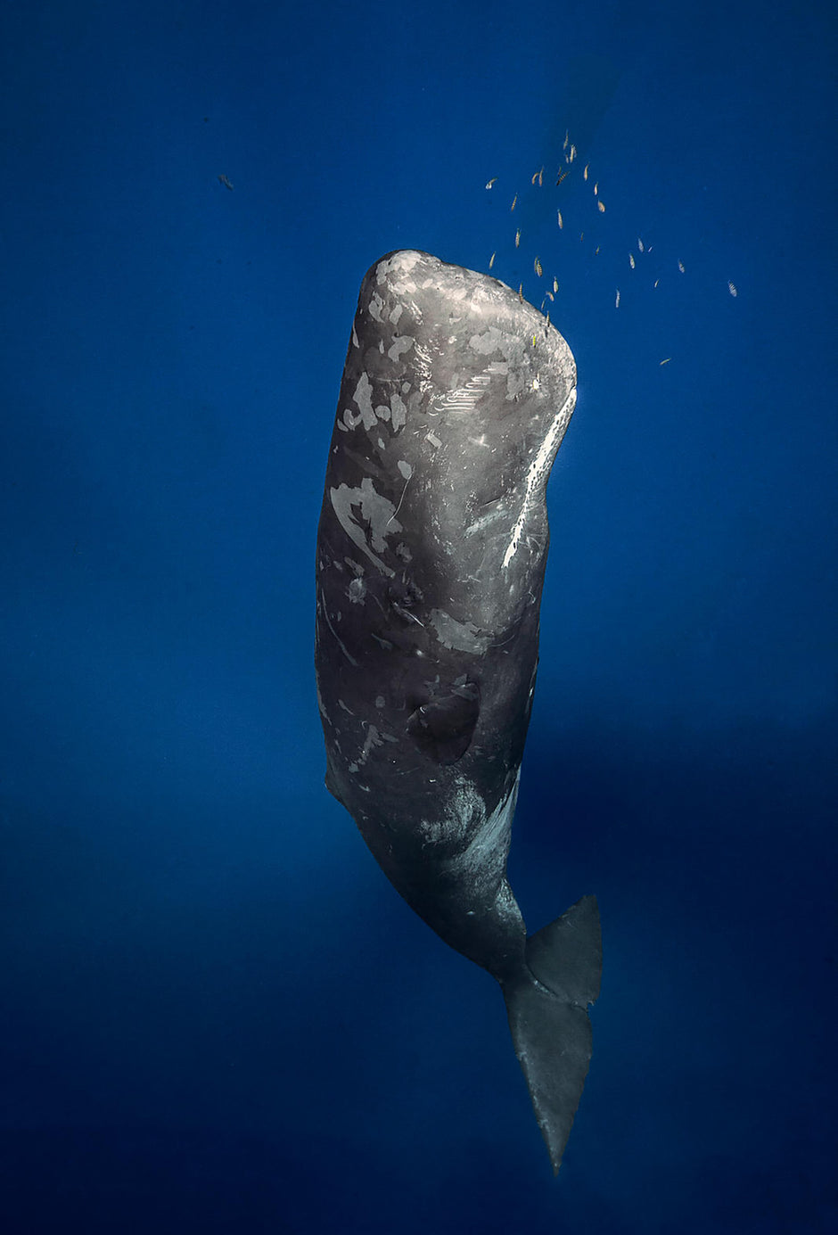 Understanding Ionones – Fraterworks