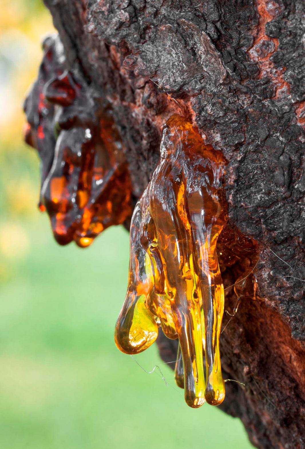 All Natural Bases – Fraterworks