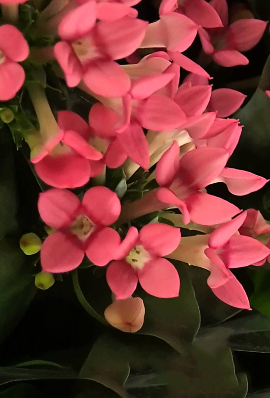 Bouvardia DL – Fraterworks