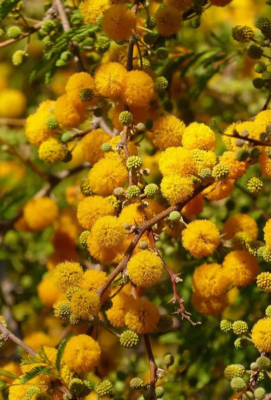 Fleur De Cassie – Fraterworks