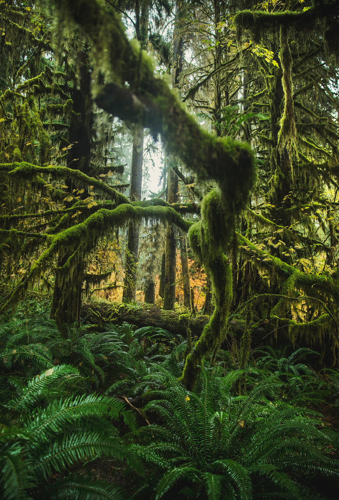 Saxon Moss (Mousse de Saxe) – Fraterworks