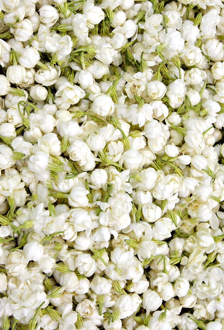 Jasmine Collection – Fraterworks