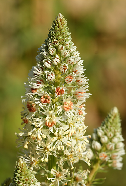 Fleur De Reseda – Fraterworks